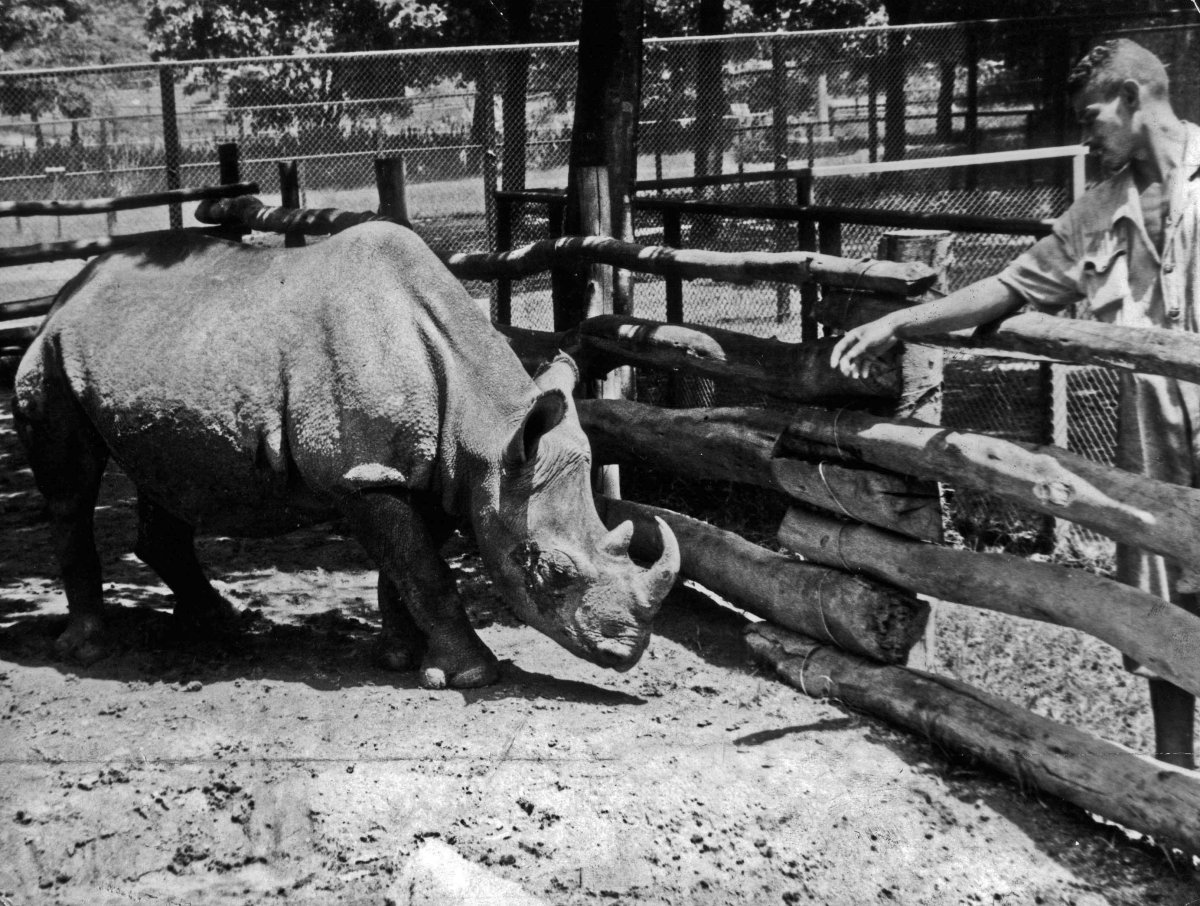 Quando São Paulo elegeu um rinoceronte – O TRECO CERTO